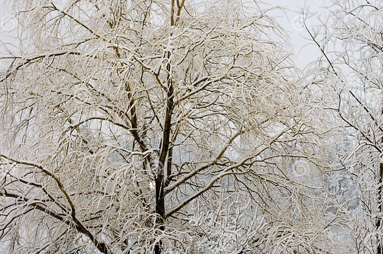 Willow tree with snow stock image. Image of dark, winter - 29497039