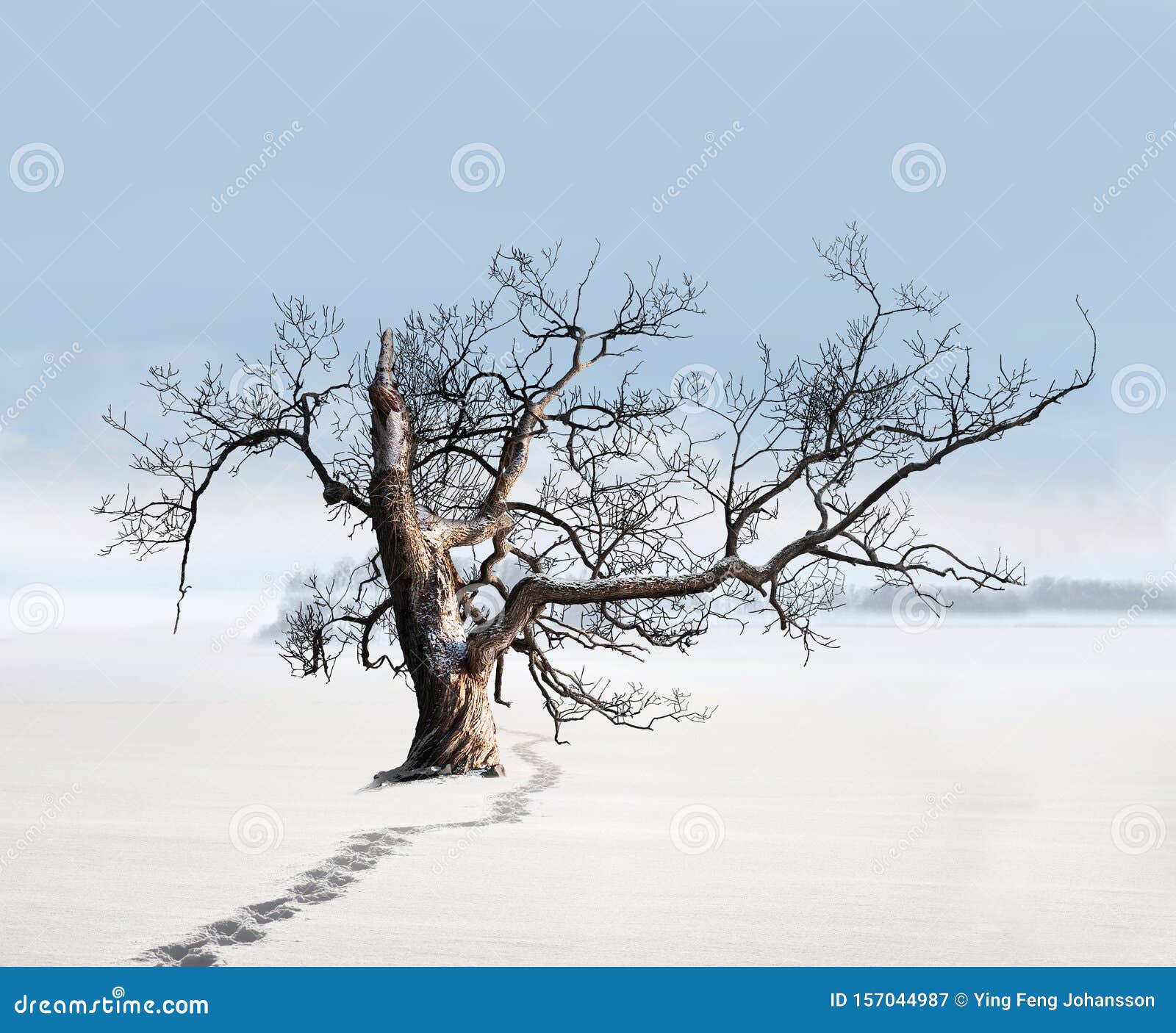 Willow Tree in Snow Isolated on White Stock Image - Image of tree ...