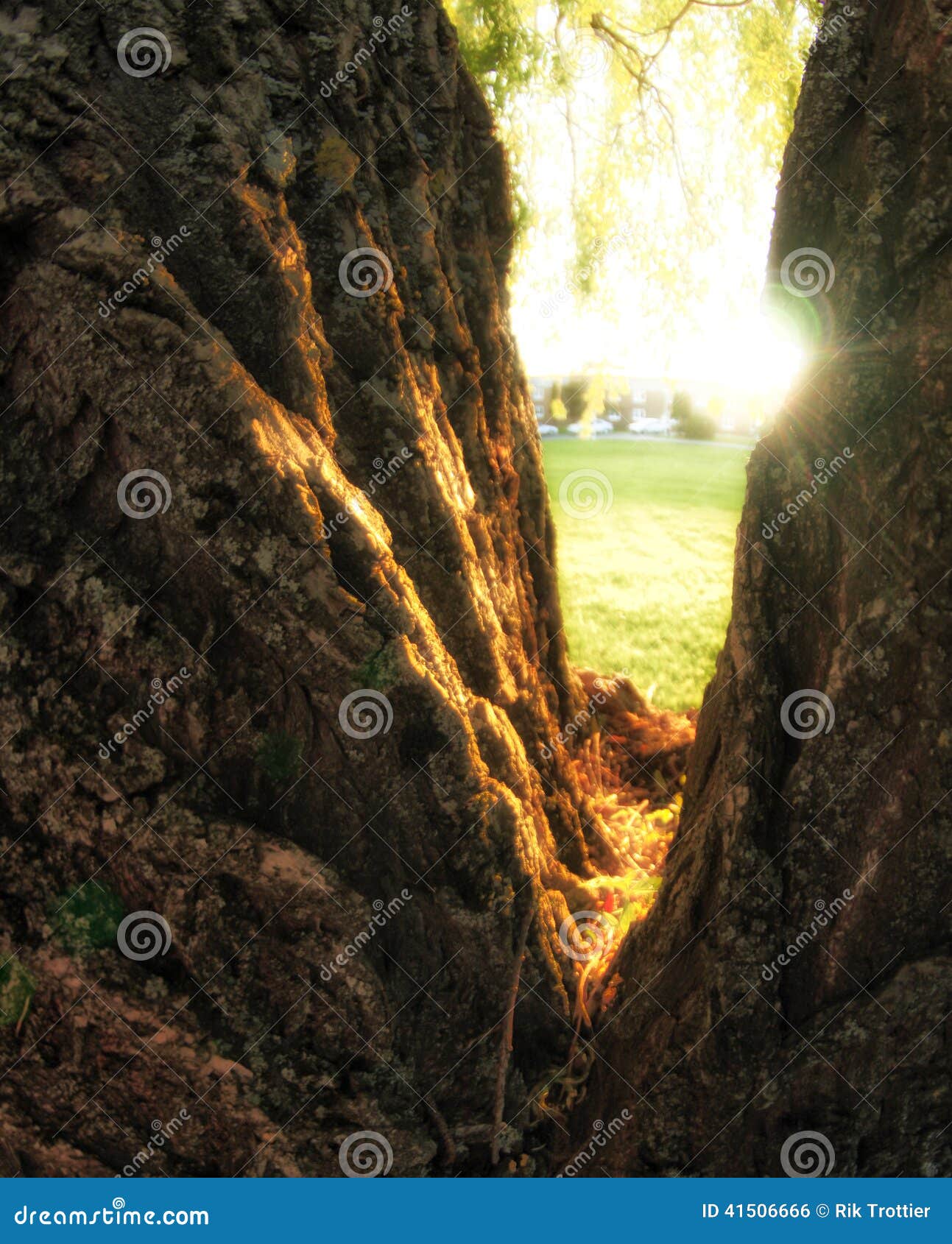Willow Tree stock photo. Image of bark, wrinkle, valley - 41506666