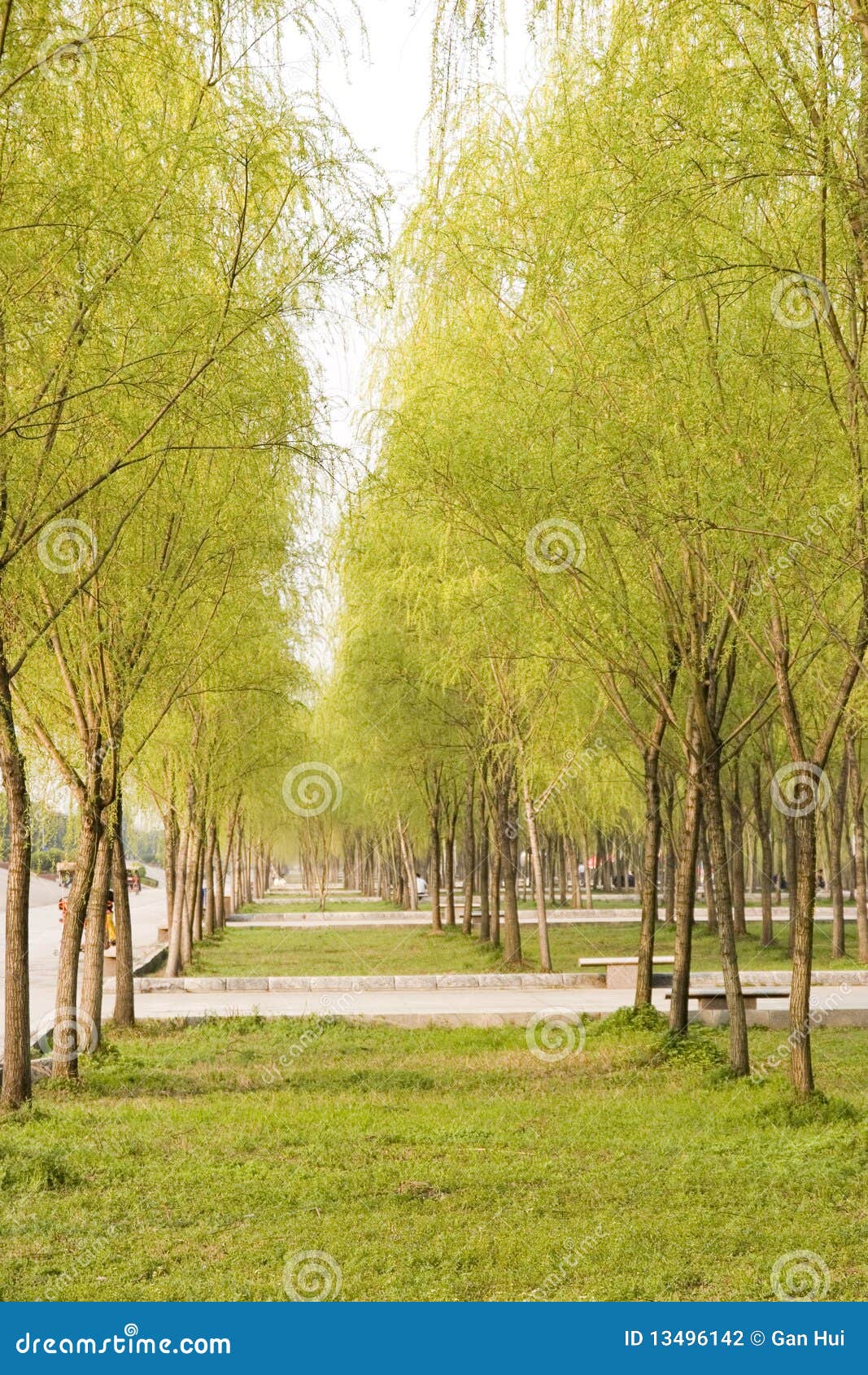 Willow tree in spring stock photo. Image of leaf, spring - 13496142