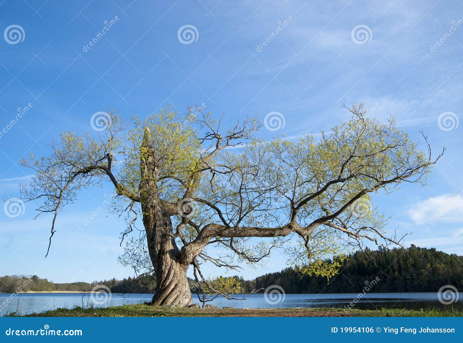 Willow tree in spring stock photo. Image of green, spring - 19954106