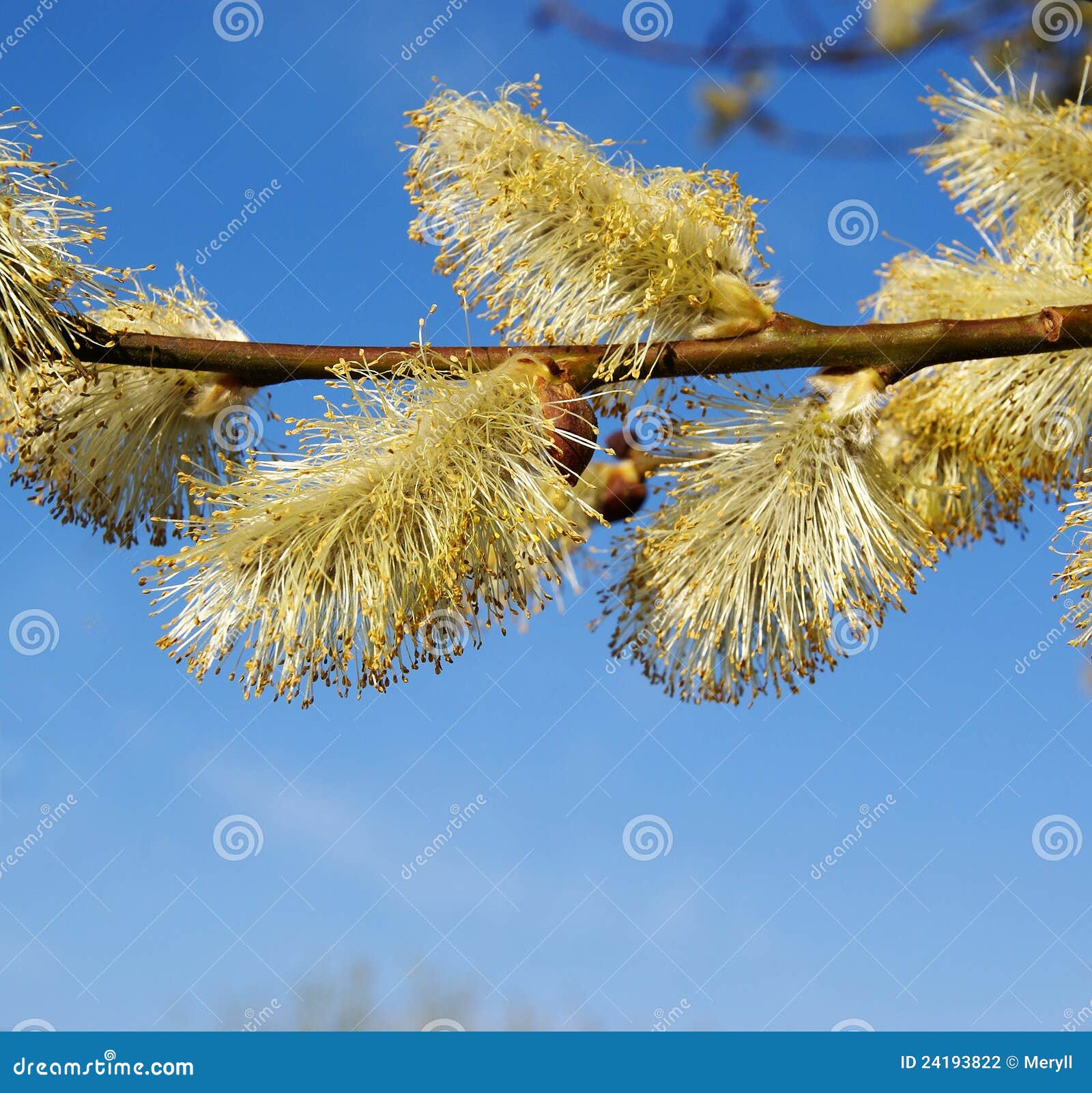 Willow tree on spring stock photo. Image of seasonal - 24193822