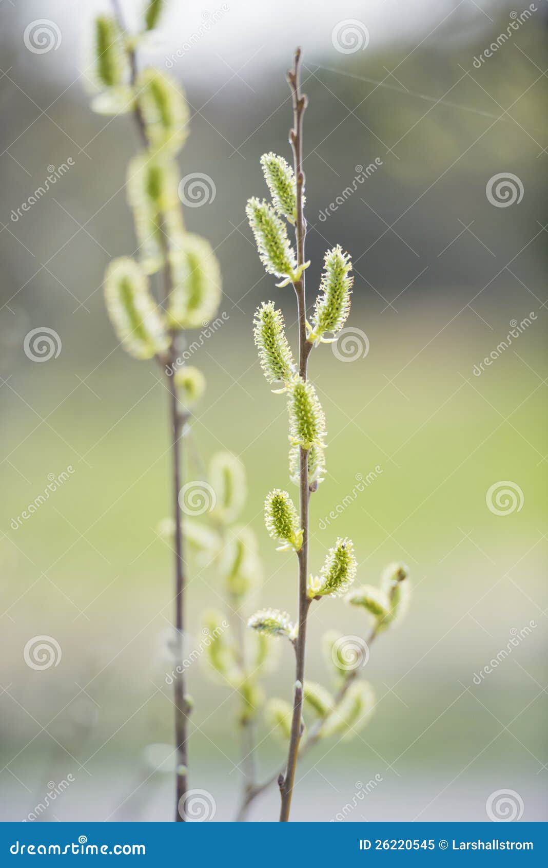 Willow tree at spring stock image. Image of buds, abstract - 26220545