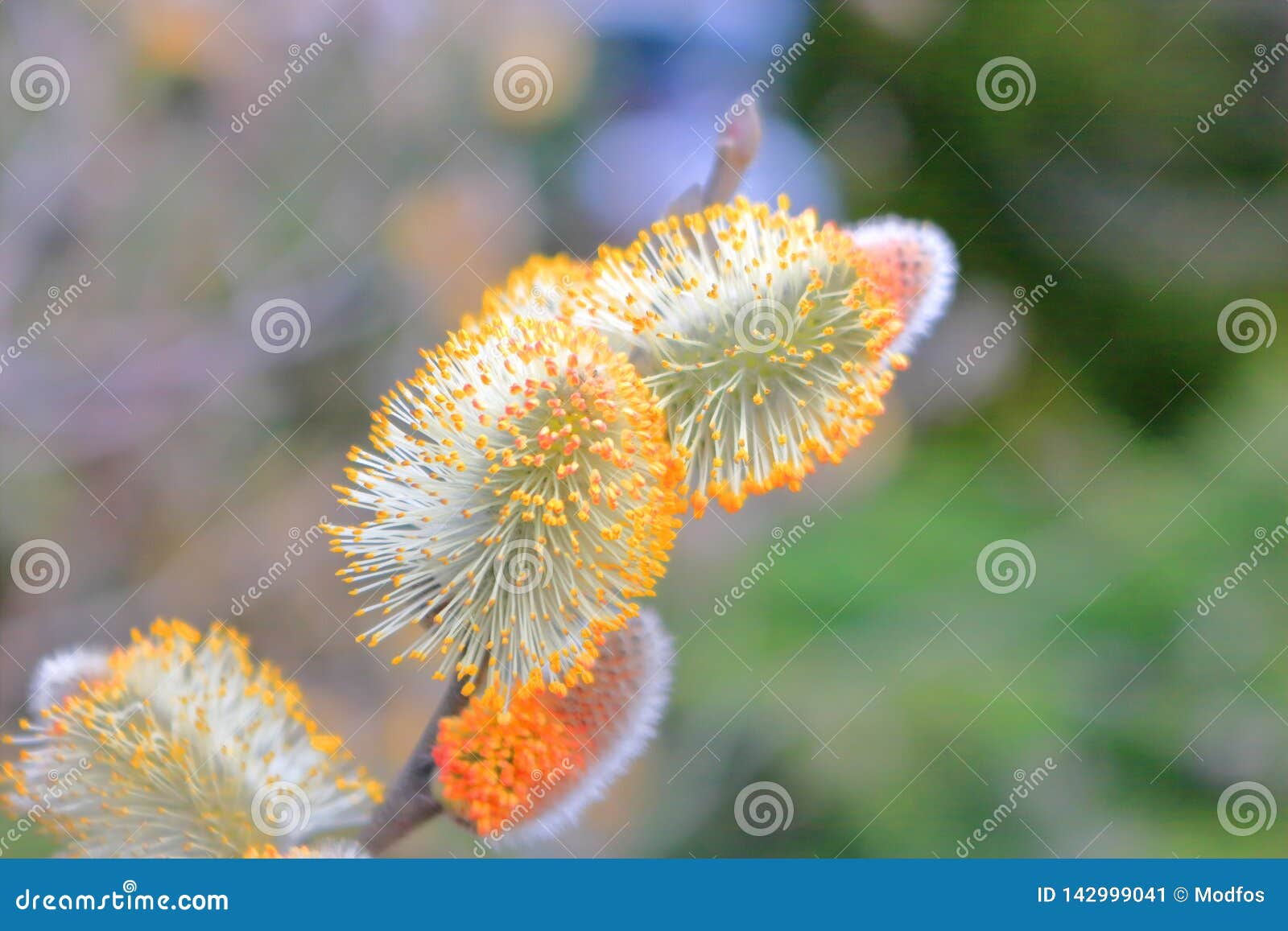 Willow Tree and Spring Buds Stock Image - Image of wispy, tree: 142999041