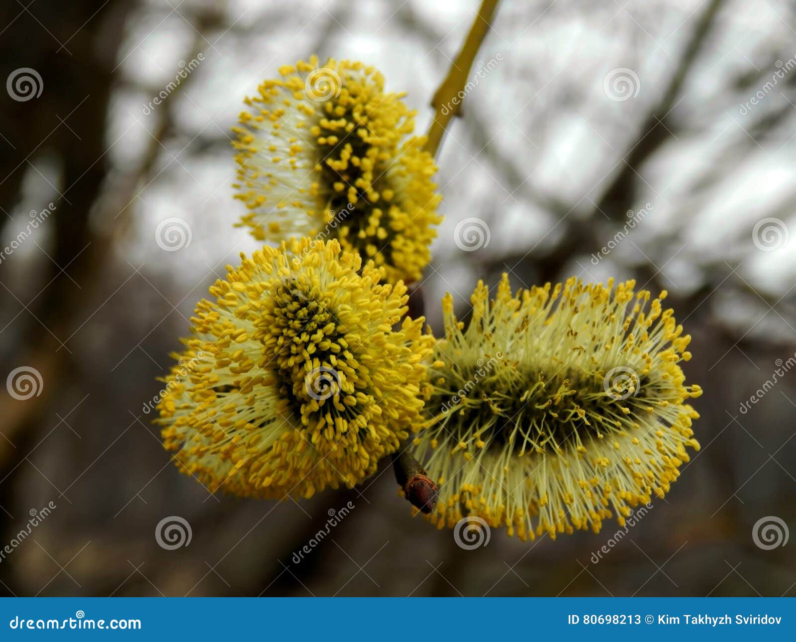 Willow tree spring flowers stock image. Image of nature - 80698213
