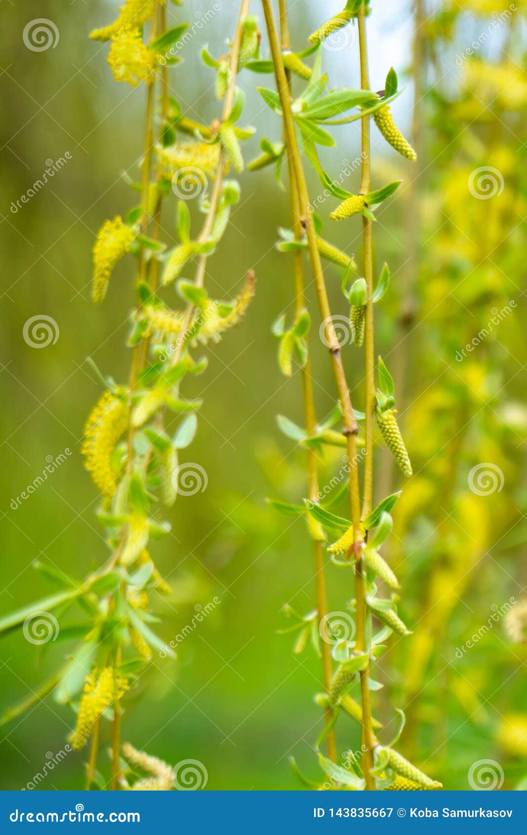 Willow Tree in the Spring, Spring Nature Background Stock Image - Image ...
