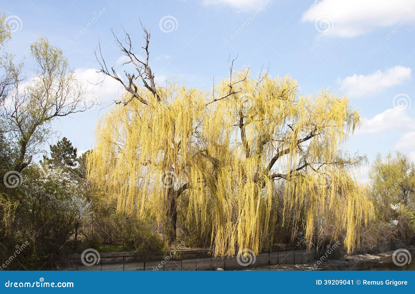 Willow Tree in Spring - RAW Format Stock Image - Image of yellow ...