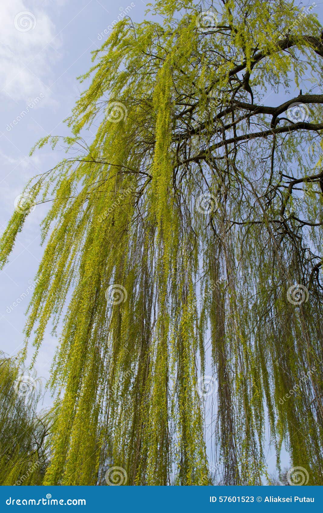 Willow tree in spring stock image. Image of leaves, area - 57601523