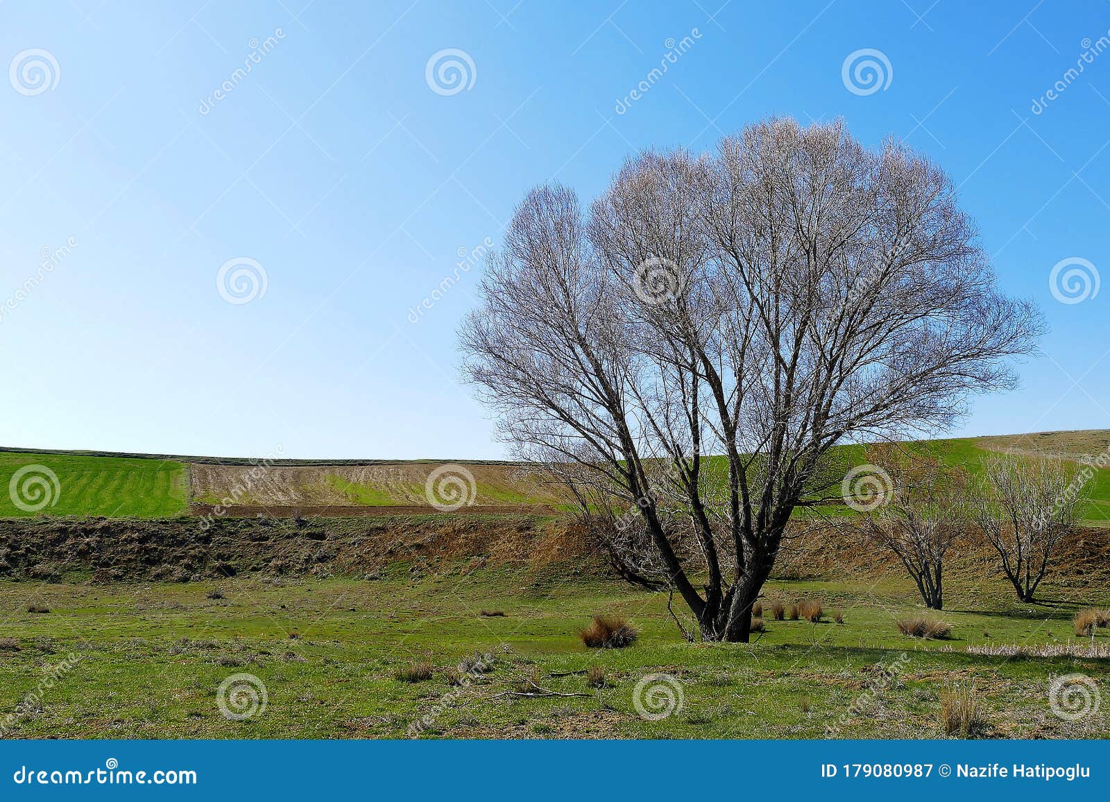 A Willow Tree in Spring Ready To Bloom Stock Image - Image of fresh ...