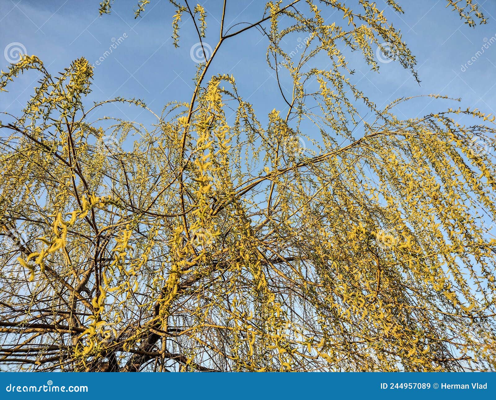 Willow Tree in the Spring - Romania Stock Image - Image of nature ...