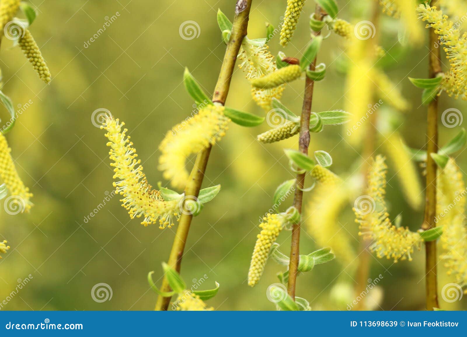 Willow tree in spring stock image. Image of beautiful - 113698639