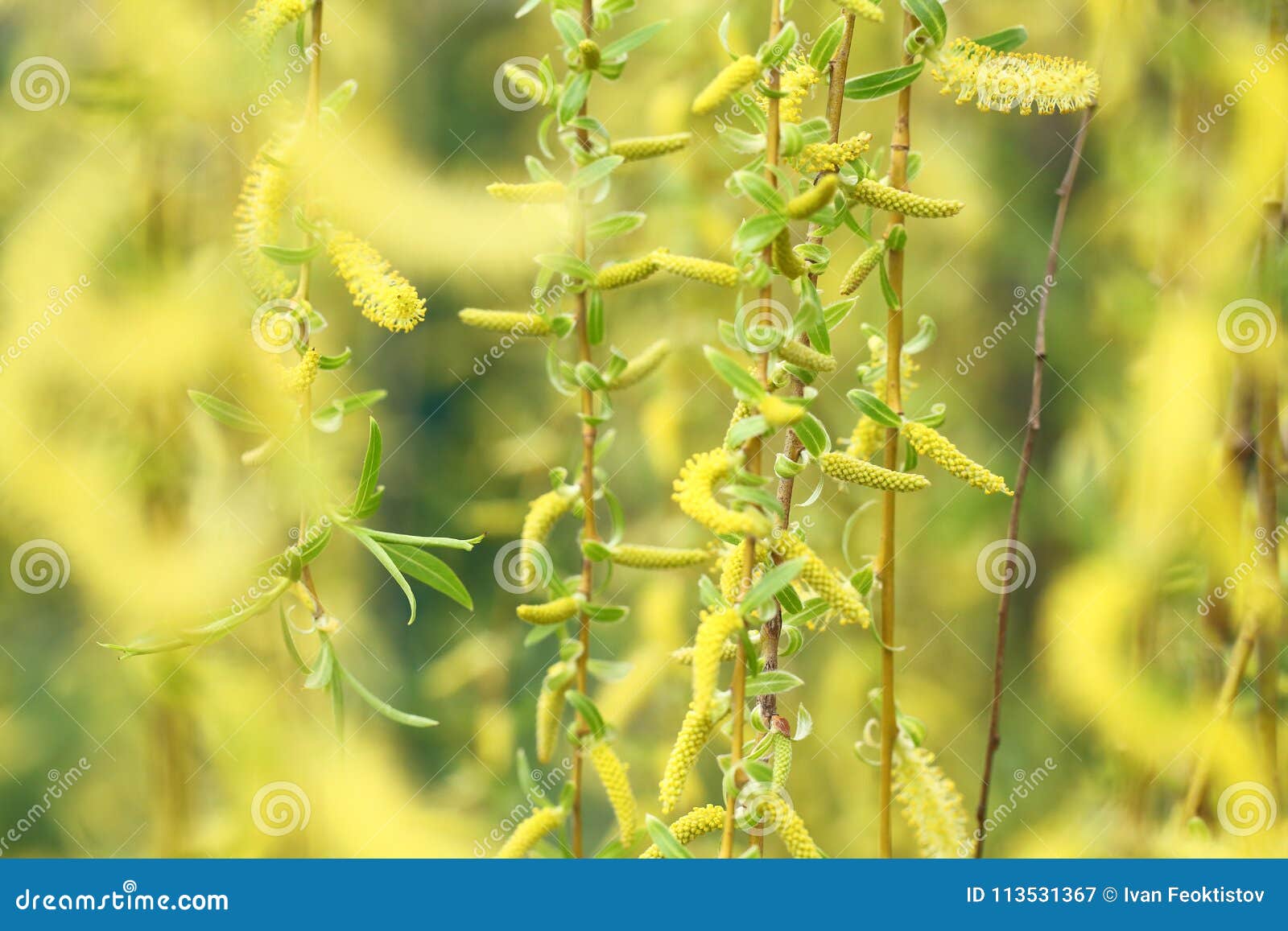 Willow tree in spring stock image. Image of park, light - 113531367