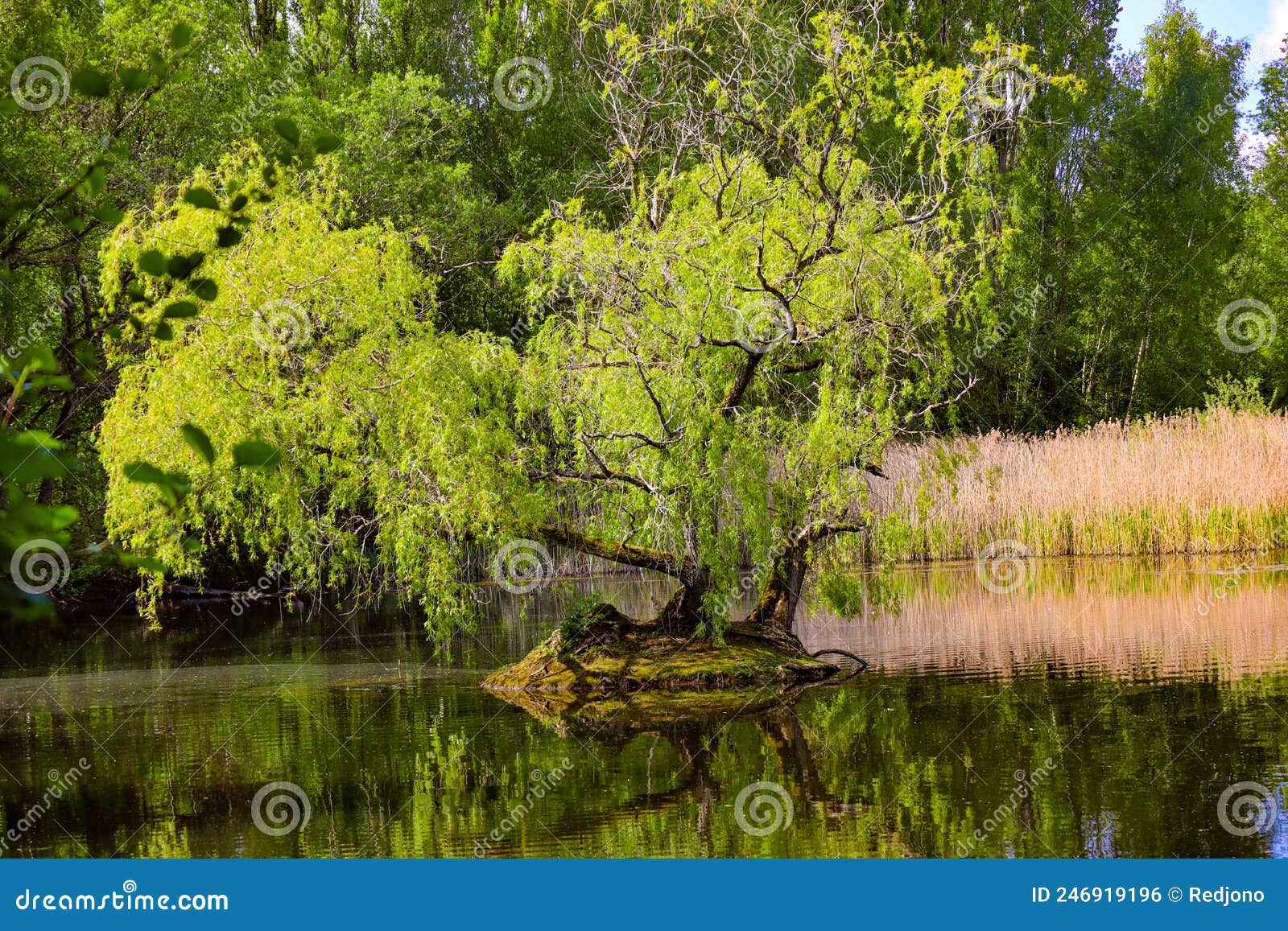 Willow Tree Standing Alone on Island in Pond Stock Photo - Image of ...