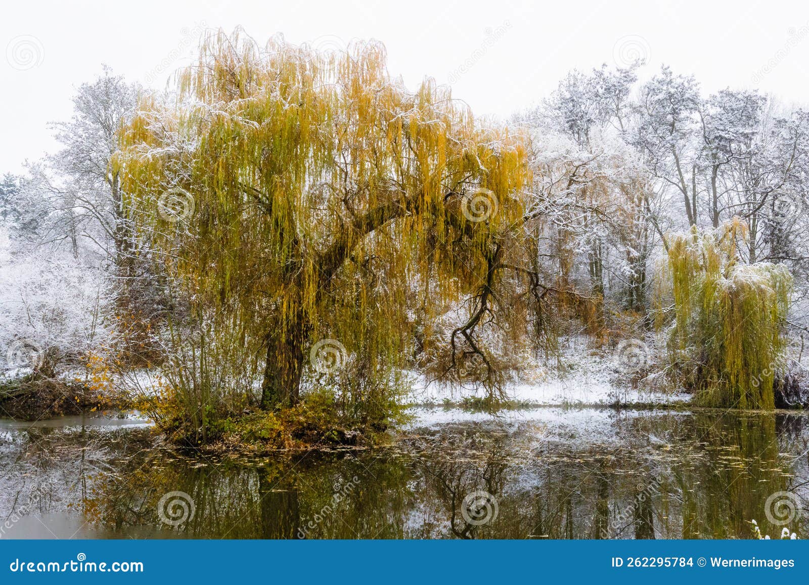 Willow Tree Standing by River Covered in Snow Stock Photo - Image of ...