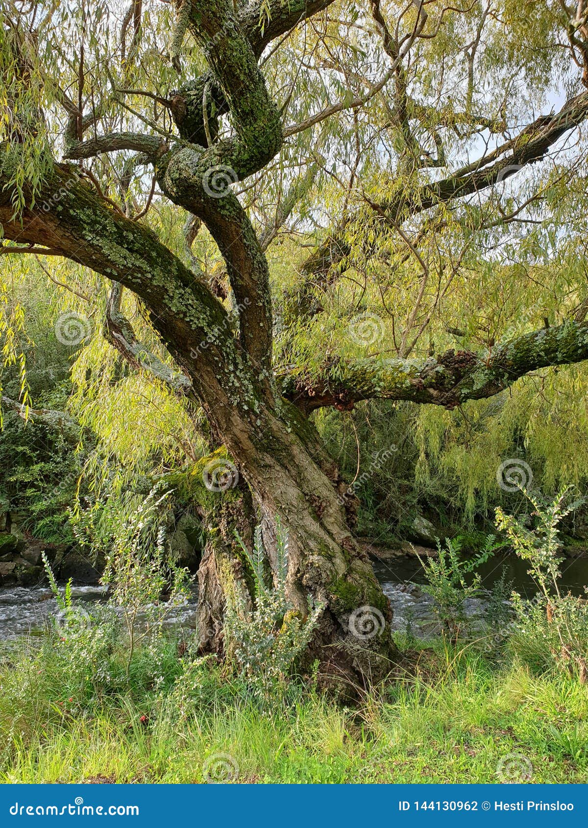 Willow stock photo. Image of green, river, nature, stream - 144130962