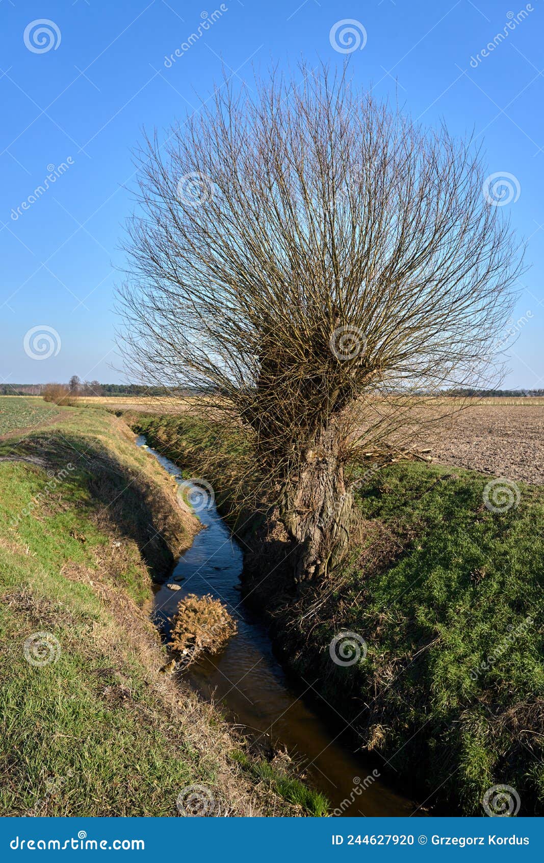 Willow Tree on a Stream on a Sunny Early Spring Day Stock Photo - Image ...