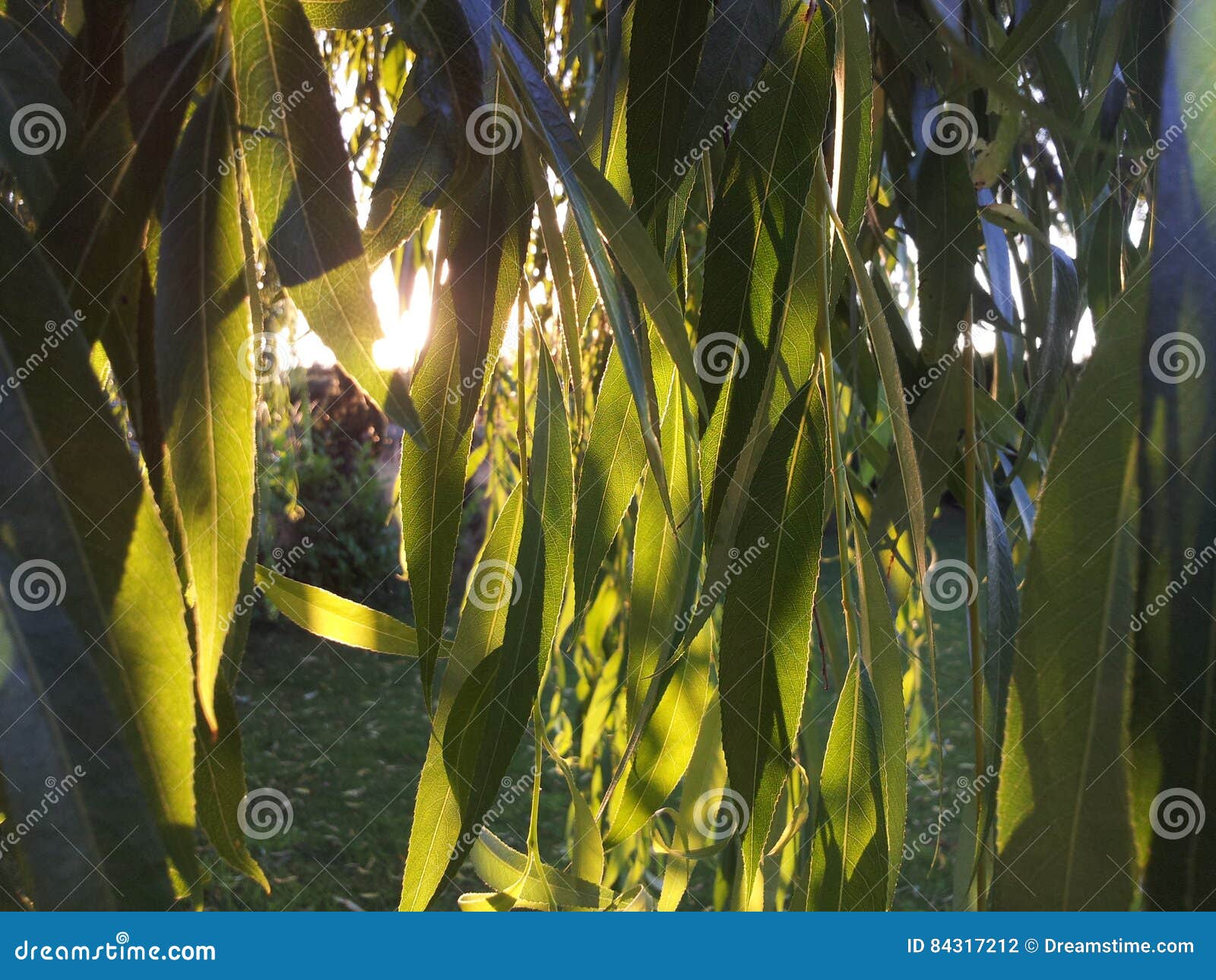 Willow tree and sun stock photo. Image of overgrown, natural - 84317212