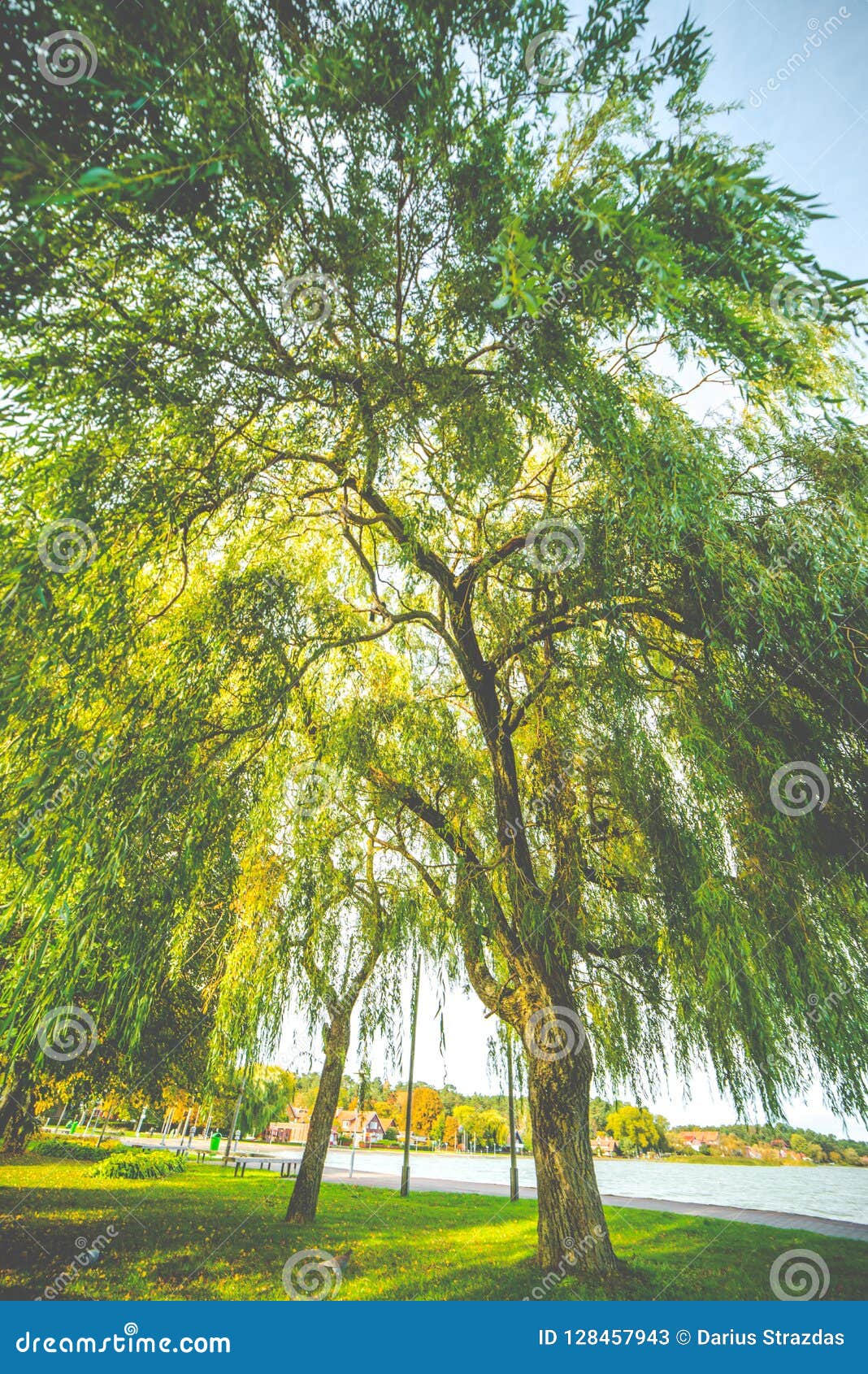 Willow tree wide view stock image. Image of fall, botany - 128457943