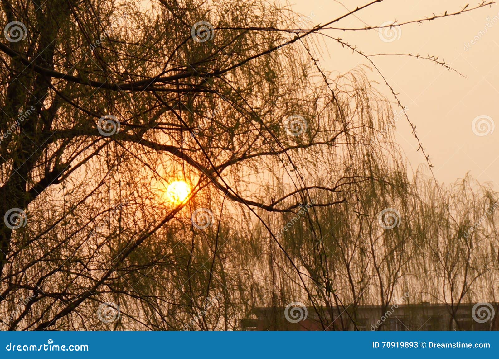 Willow Tree and Sun set stock image. Image of water, wall - 70919893