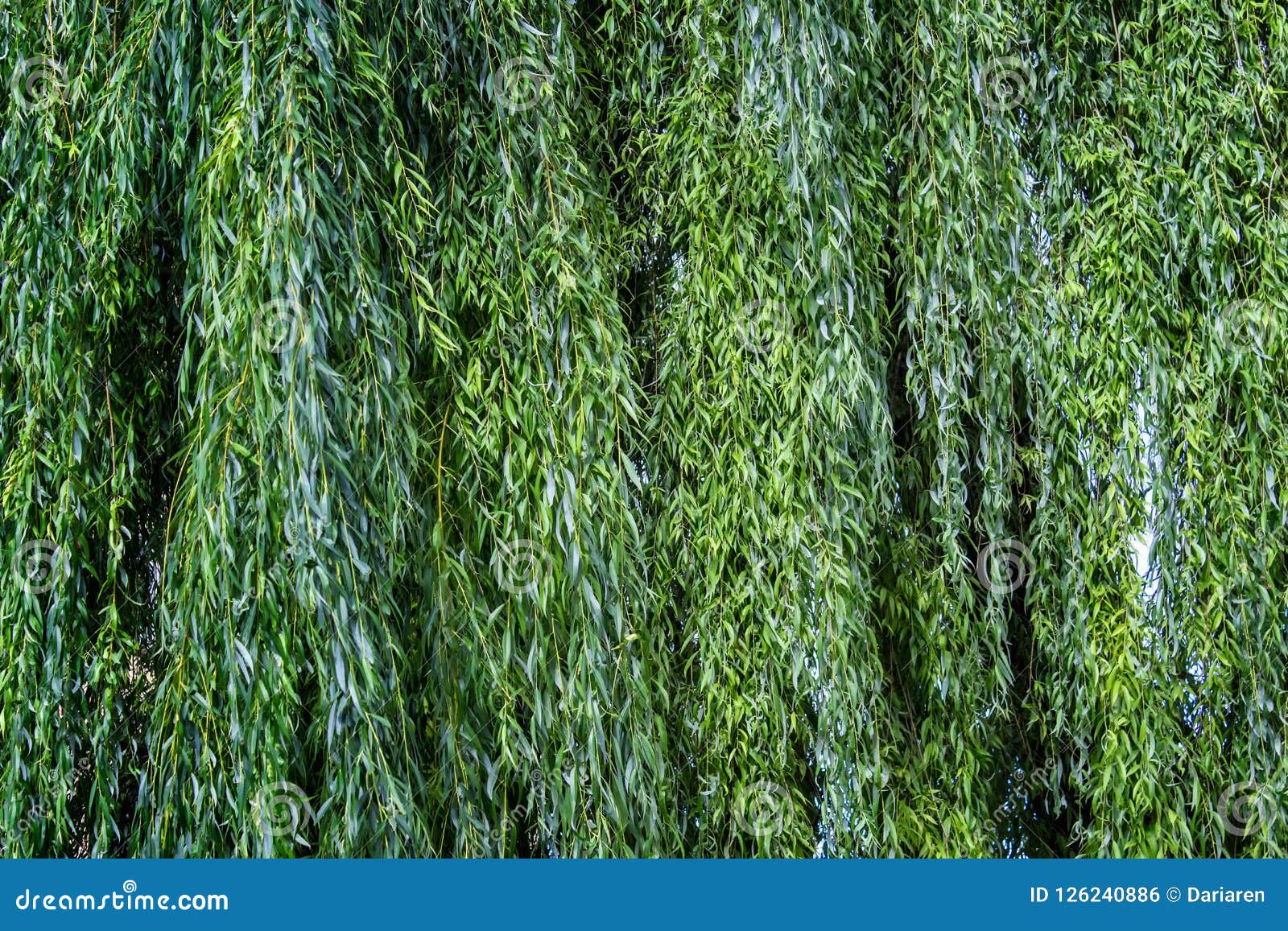 Willow Tree. Texture of a Wall Made of Lavish Leaves of Willow Tree ...
