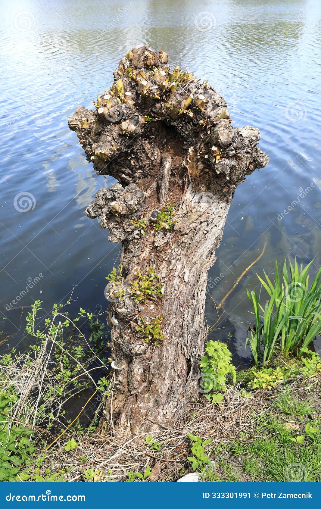 The Thick Trunk Of A Green Natural Natural Terrible Chorizion Tree With ...