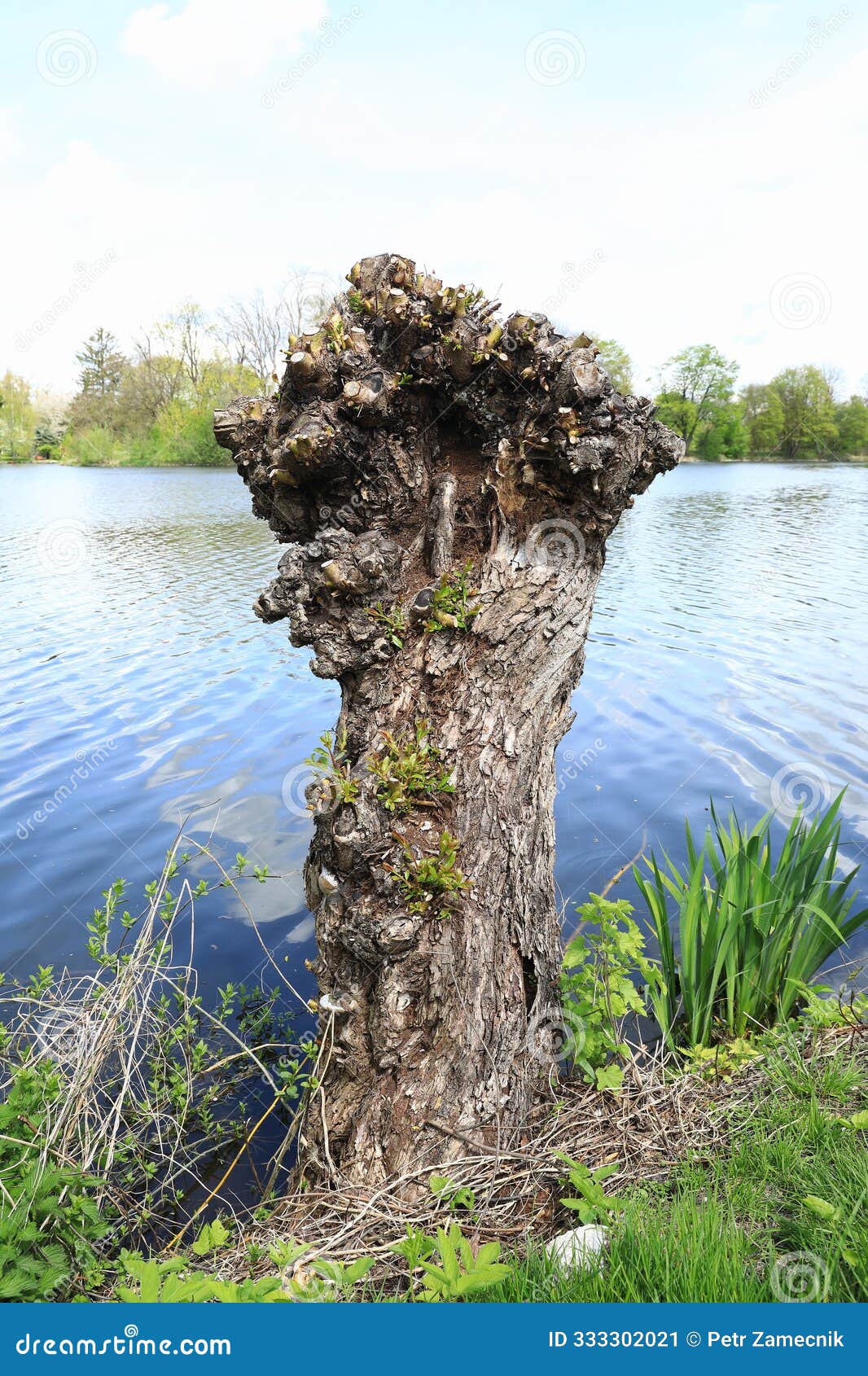 The Thick Trunk Of A Green Natural Natural Terrible Chorizion Tree With ...