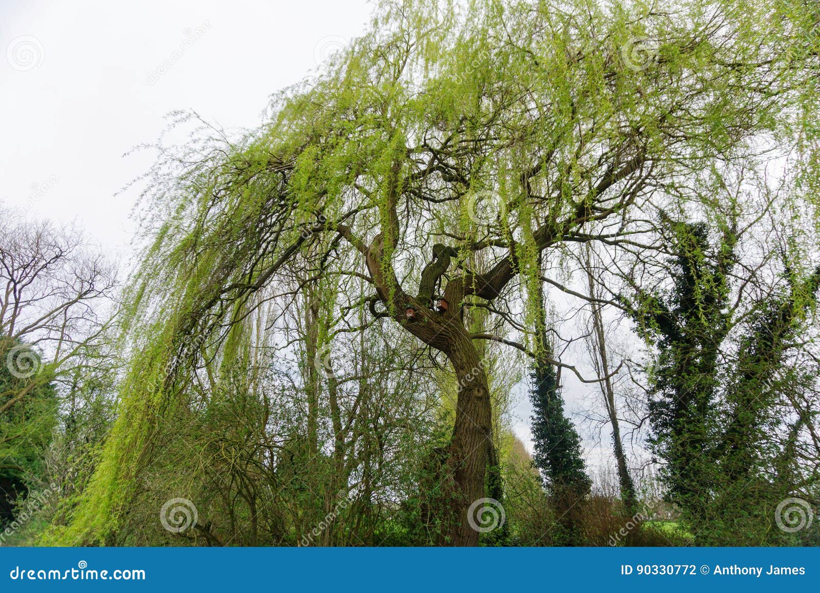 Willow tree stock photo. Image of willow, trunk, grass - 90330772