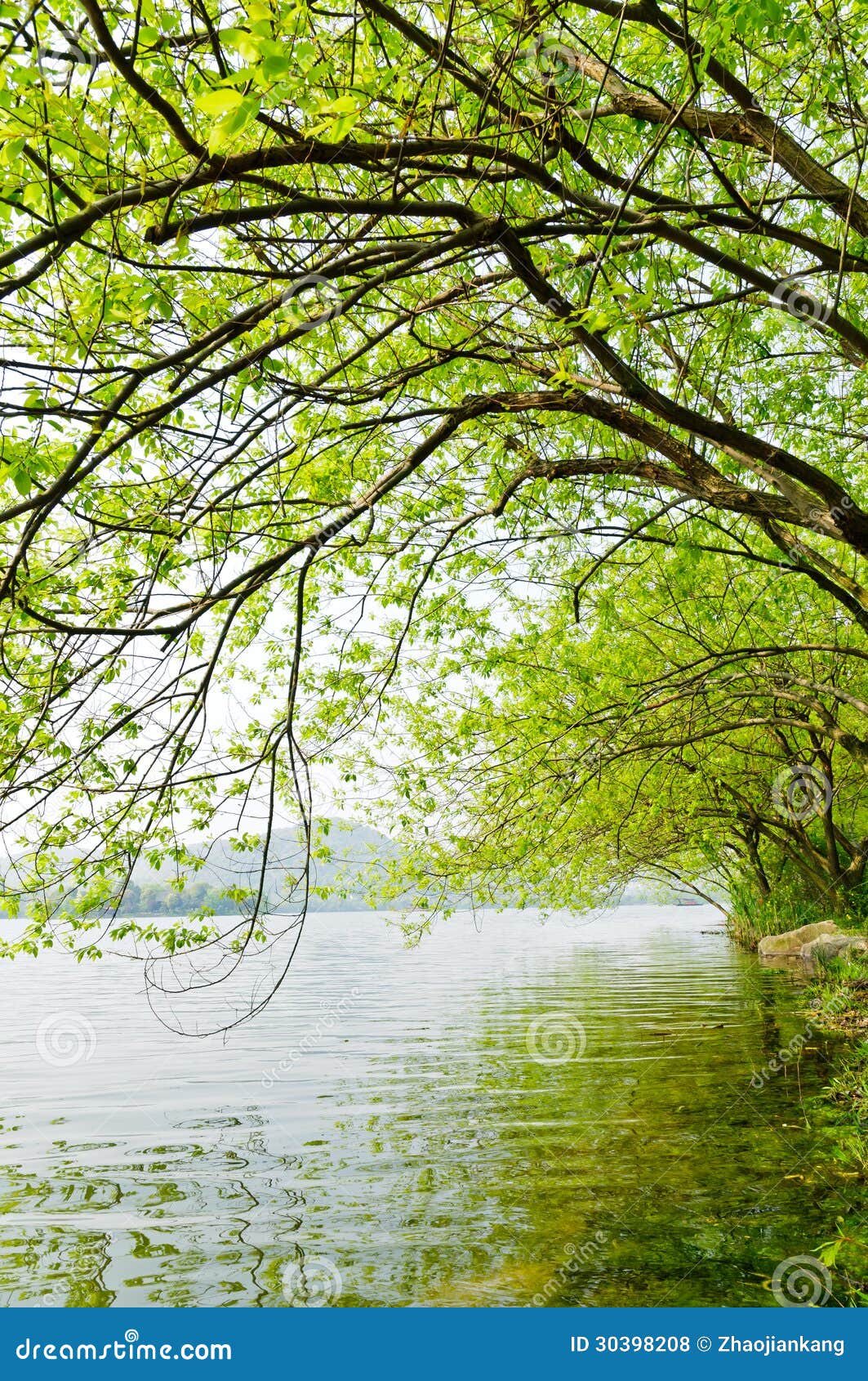The willow tree stock photo. Image of climate, grow, freedom - 30398208