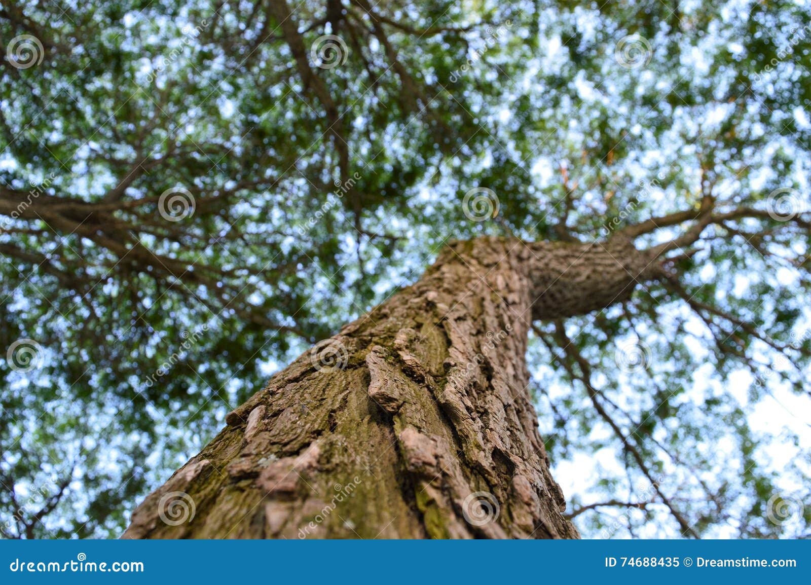 Trunk, Branches And Leaves Of A Tree Stock Photography | CartoonDealer ...