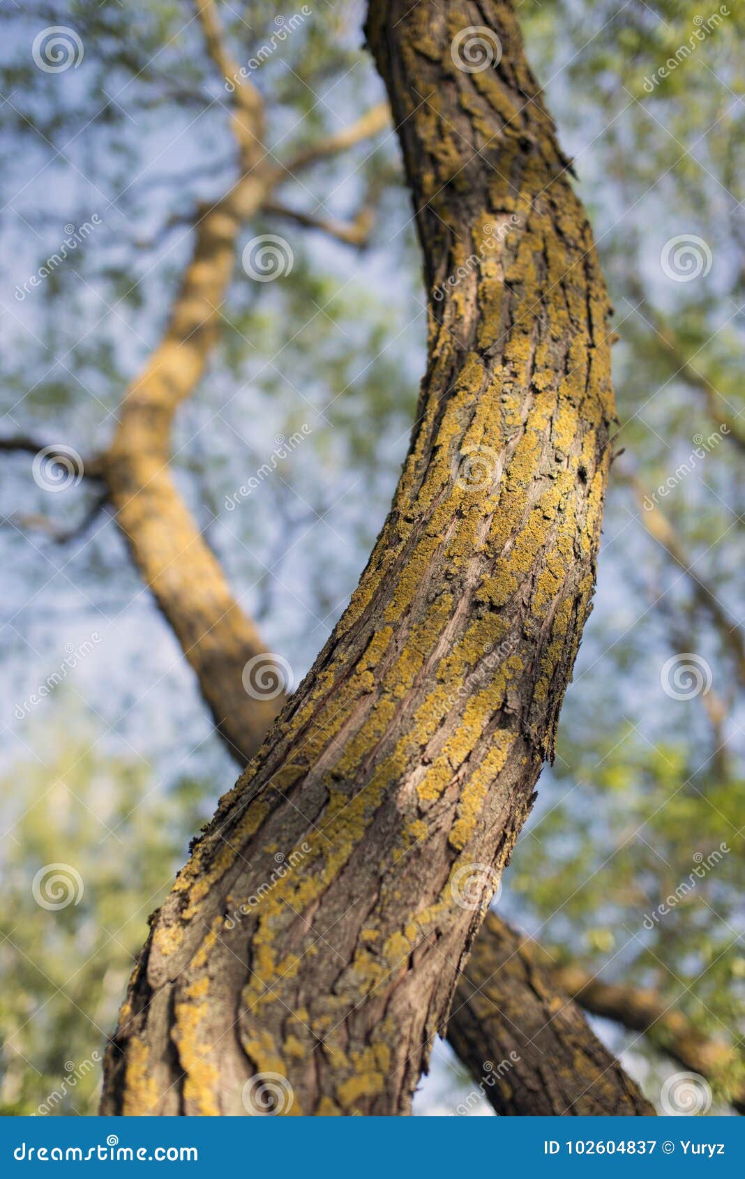 Willow tree trunk stock image. Image of plant, fresh - 102604837