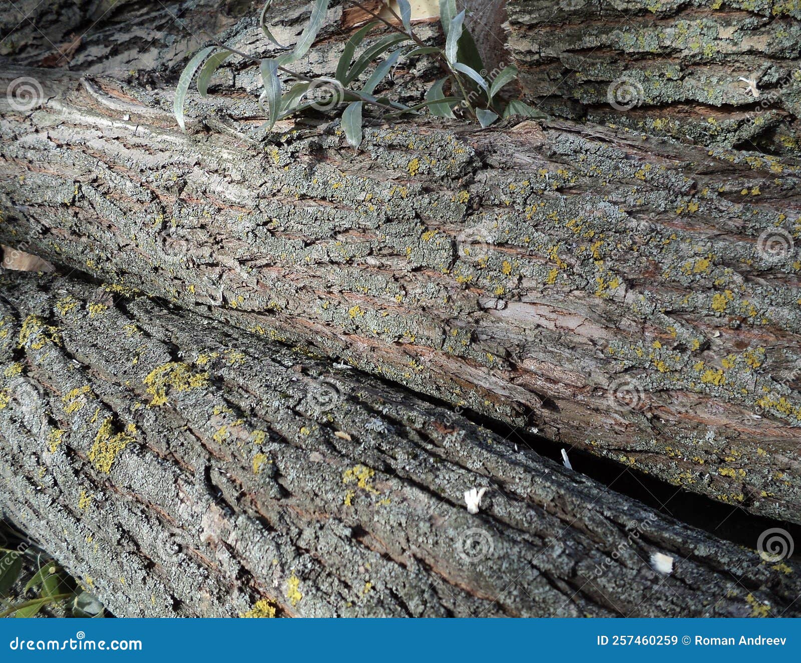Willow tree trunks stock image. Image of soil, wood - 257460259