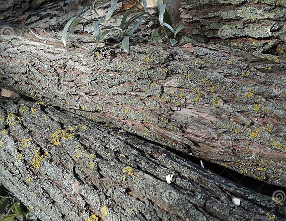 Willow tree trunks stock image. Image of soil, wood - 257460259