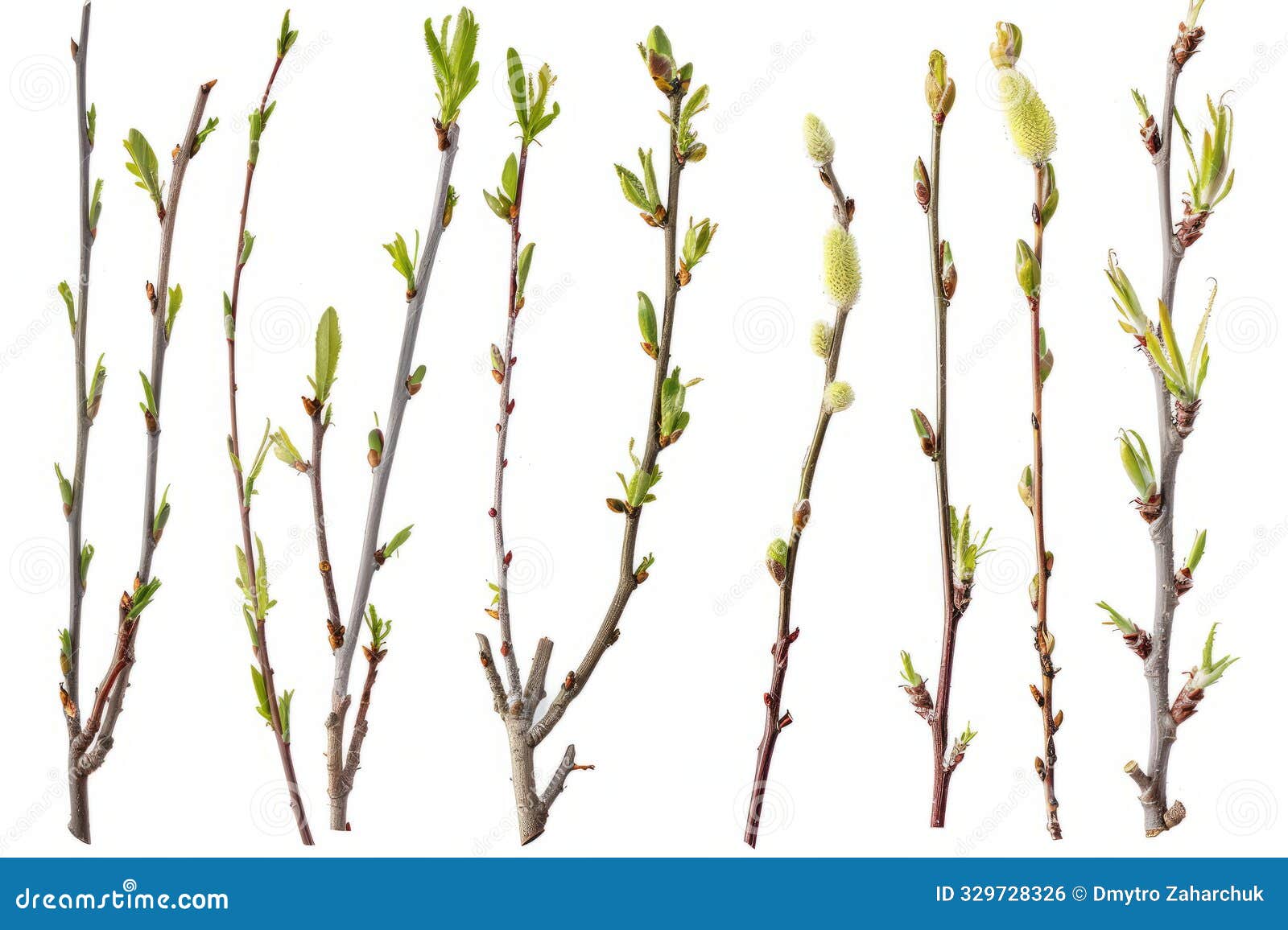 Willow Tree Twigs with Buds and Leaves on a White Background. Stock ...
