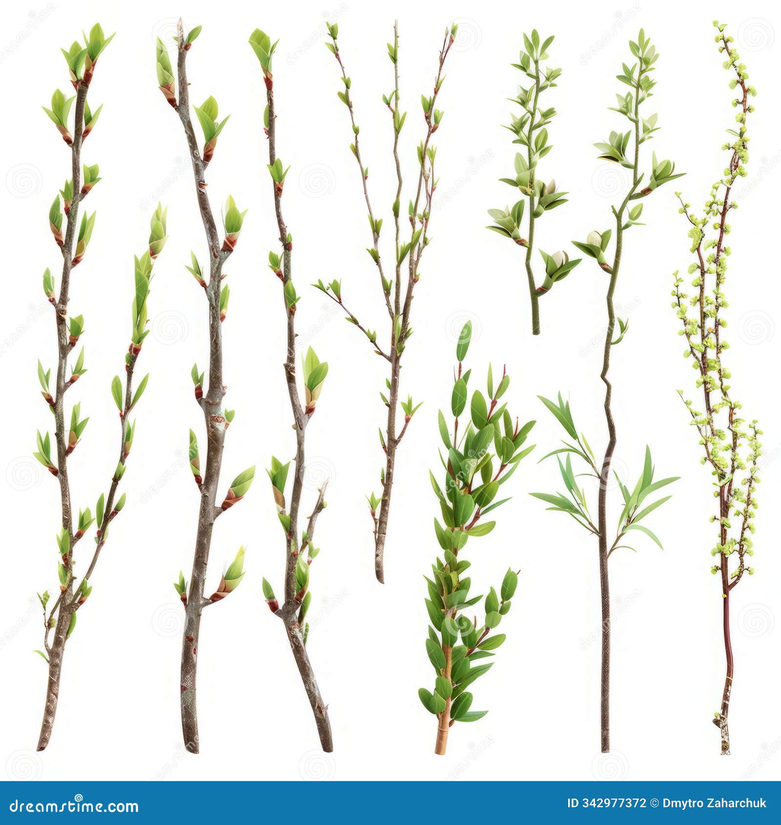 Willow Tree Twigs with Buds and Leaves on a White Background. Stock ...