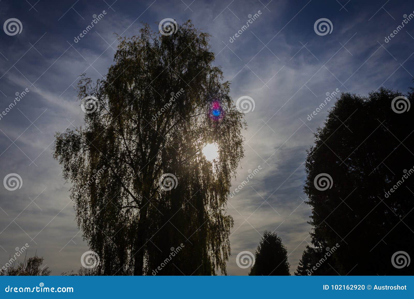 A Willow Tree in the Twilight Stock Photo - Image of trees, cloudy ...