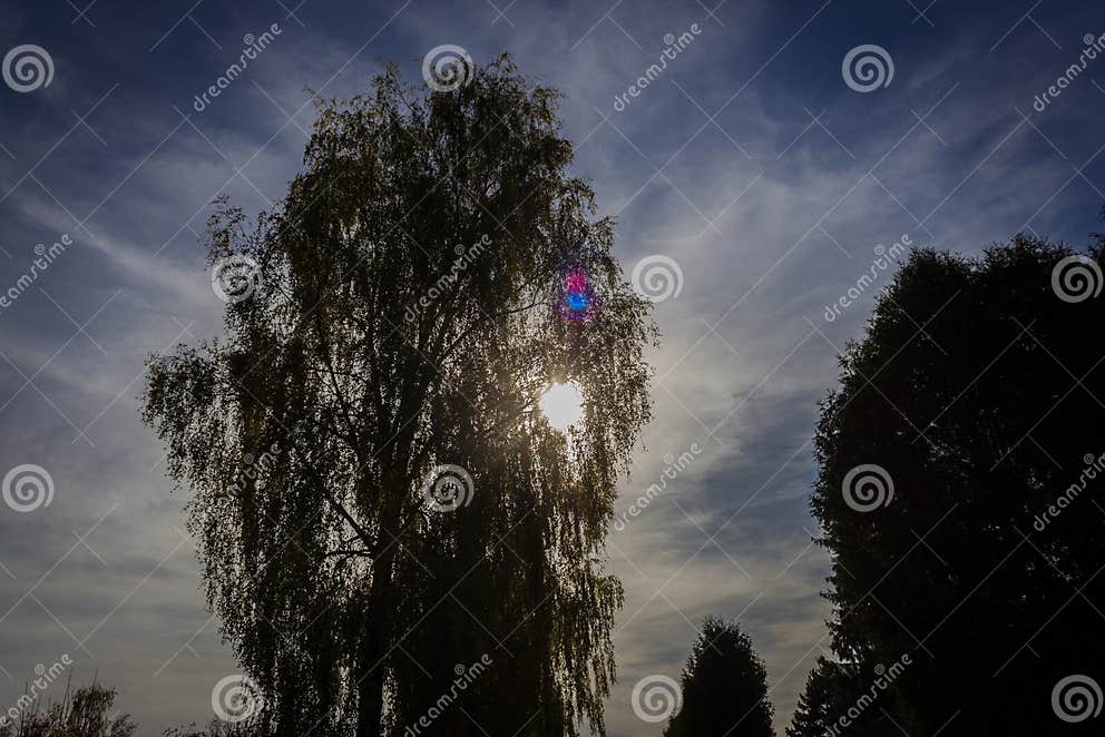 A Willow Tree in the Twilight Stock Photo - Image of trees, cloudy ...