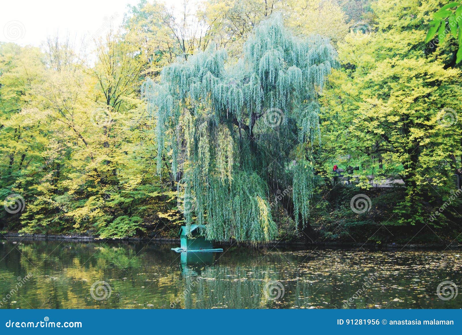 Willow tree under water stock photo. Image of nature - 91281956