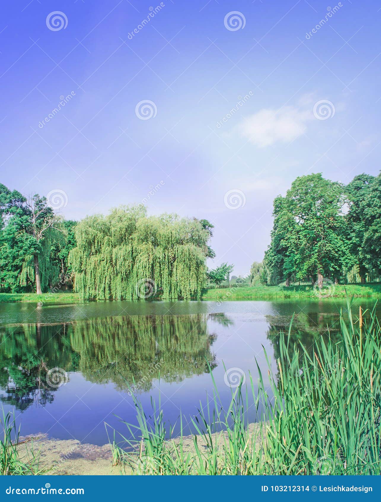 Weeping Willow Tree or Sallow Tree in Park Stock Photo - Image of ...