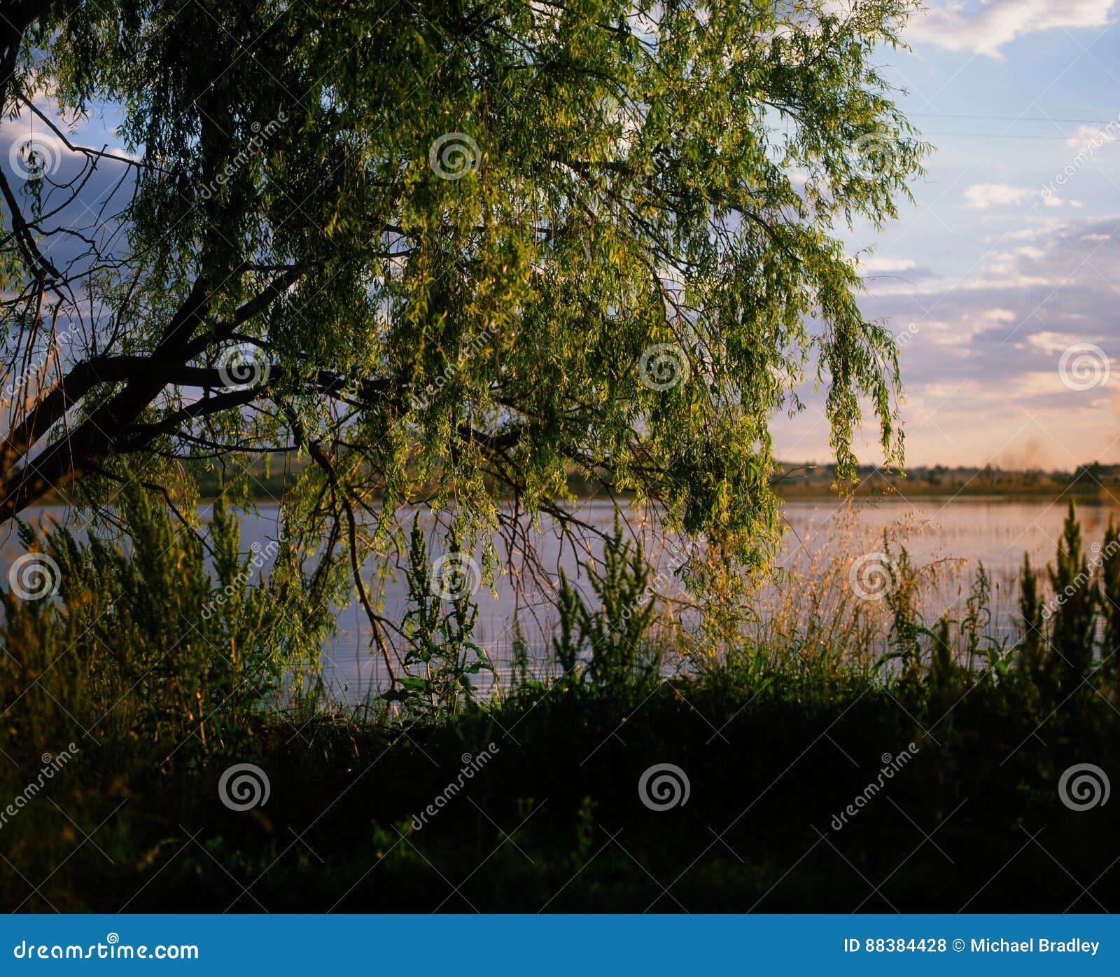 Willow tree by the water stock photo. Image of newenglandhighcountry ...