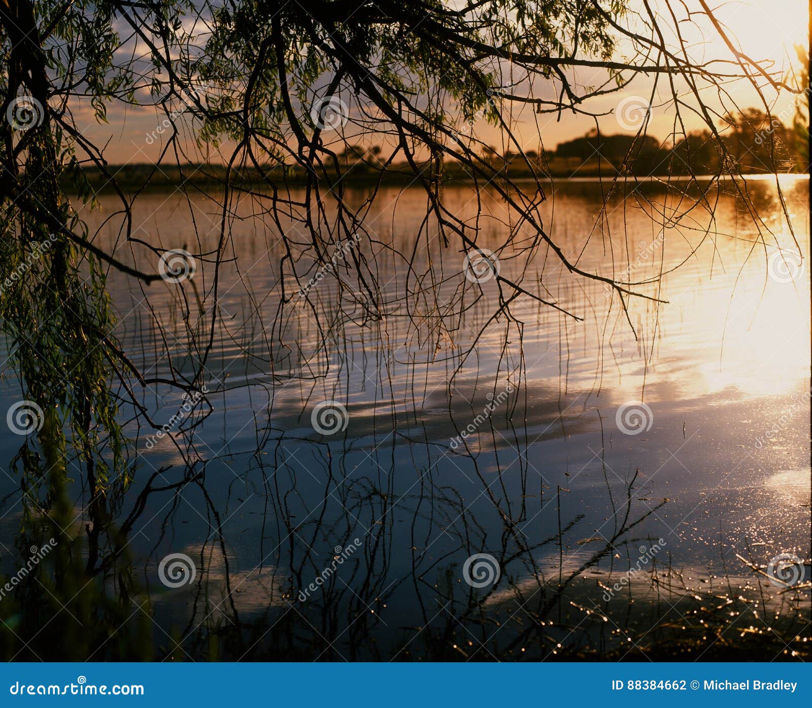 Willow tree by the water stock photo. Image of passed - 88384662