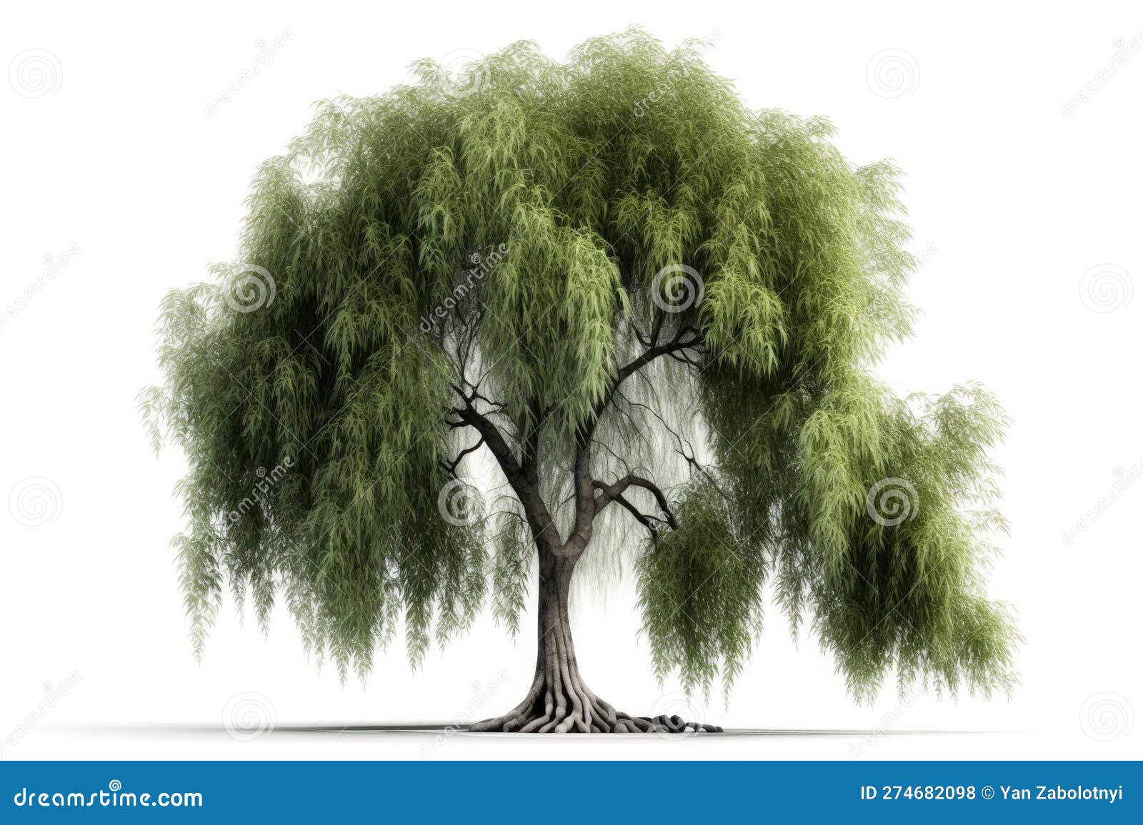Willow Tree on a White Background. Generative AI Stock Illustration ...