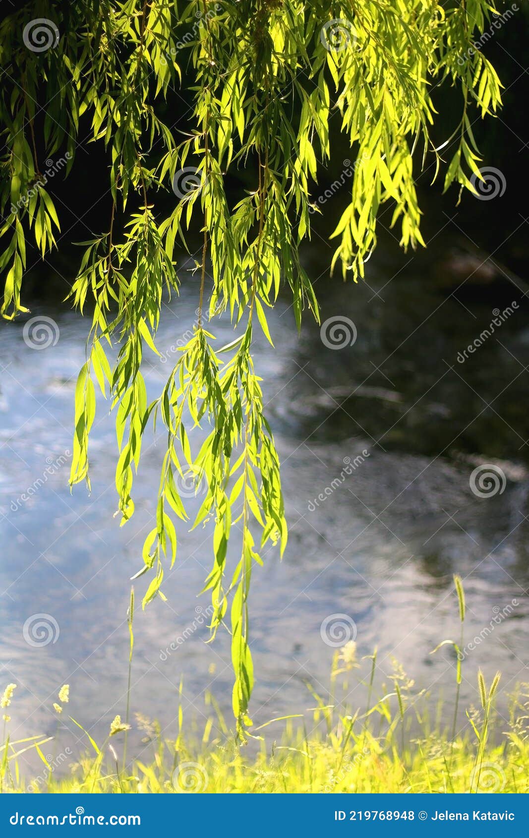 Willow Tree stock photo. Image of bokeh, foliage, nature - 219768948