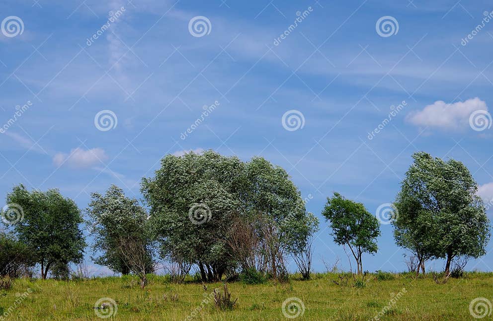 Willow tree in the wind stock image. Image of outdoors - 54515873
