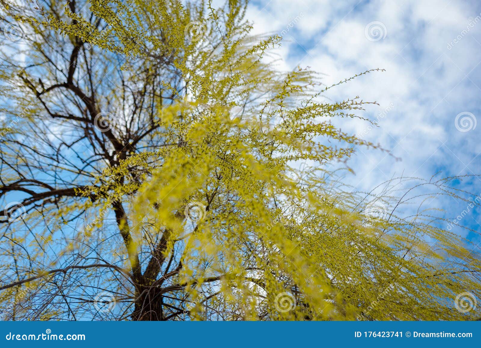 Willow Tree, in the Wind, with Swollen Buds Stock Image - Image of ...