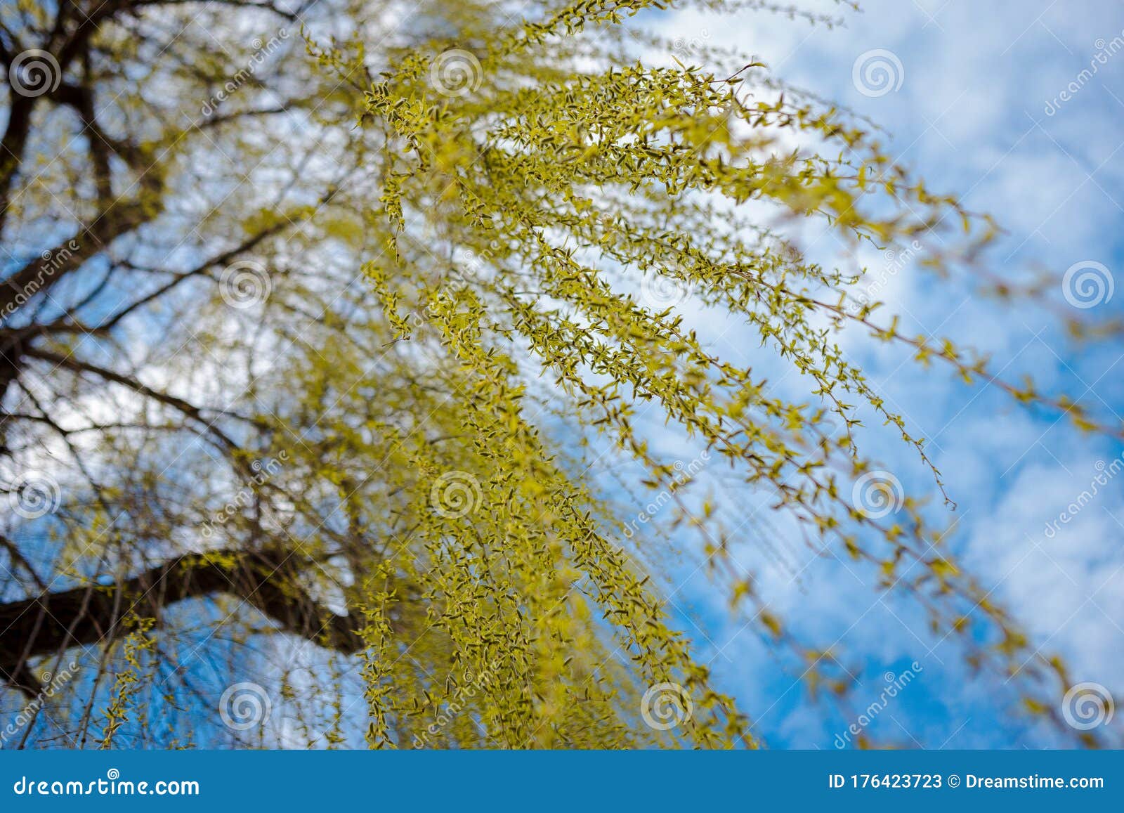 Willow Tree, in the Wind, with Swollen Buds Stock Image - Image of ...