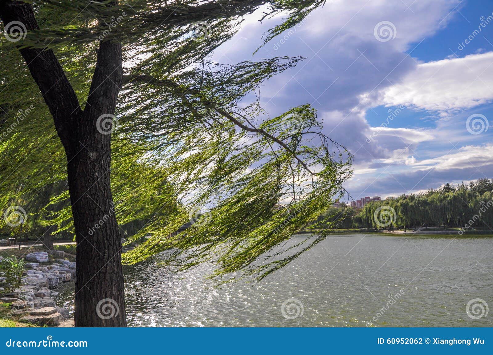The Willow Tree in the Wind Stock Photo - Image of building, beautiful ...