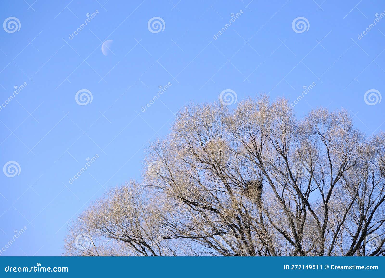 Willow tree in winter stock image. Image of plant, moon - 272149511