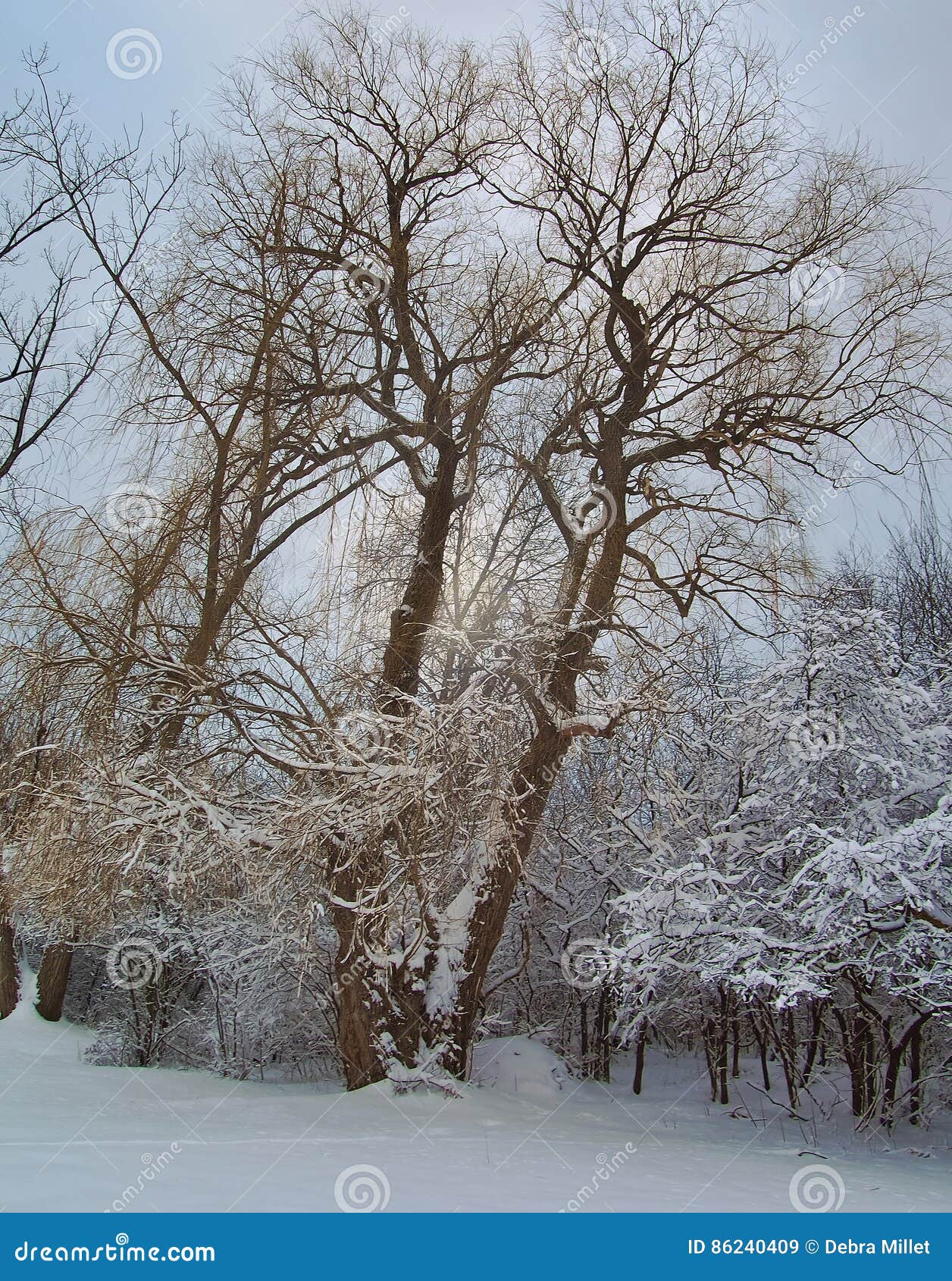 Willow Tree in winter stock image. Image of peaceful - 86240409