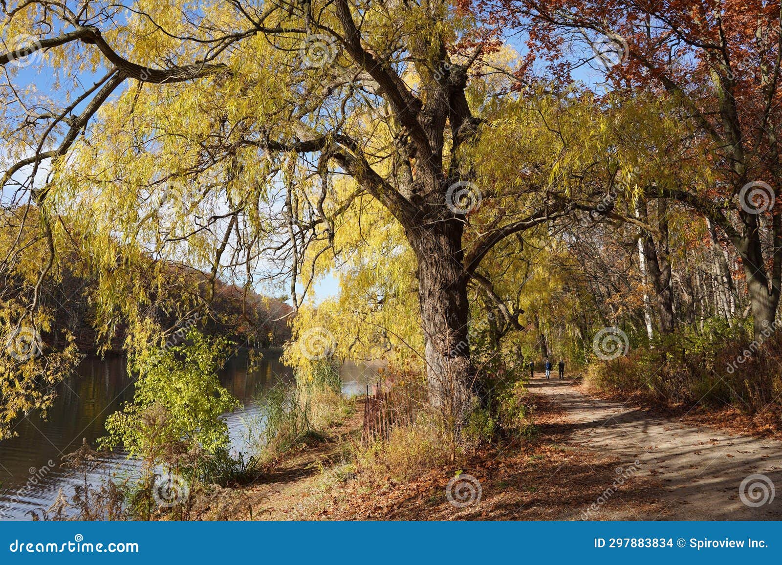 Willow Trees in Fall beside a River Stock Photo - Image of beautiful ...