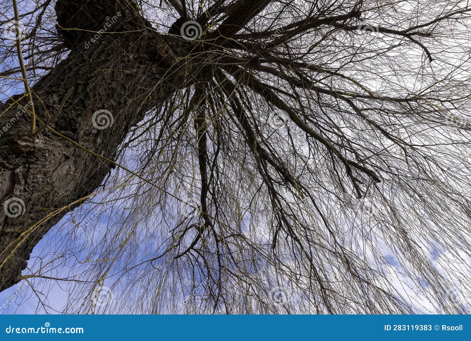 Willow Trees without Foliage in the Spring Season Stock Image - Image ...